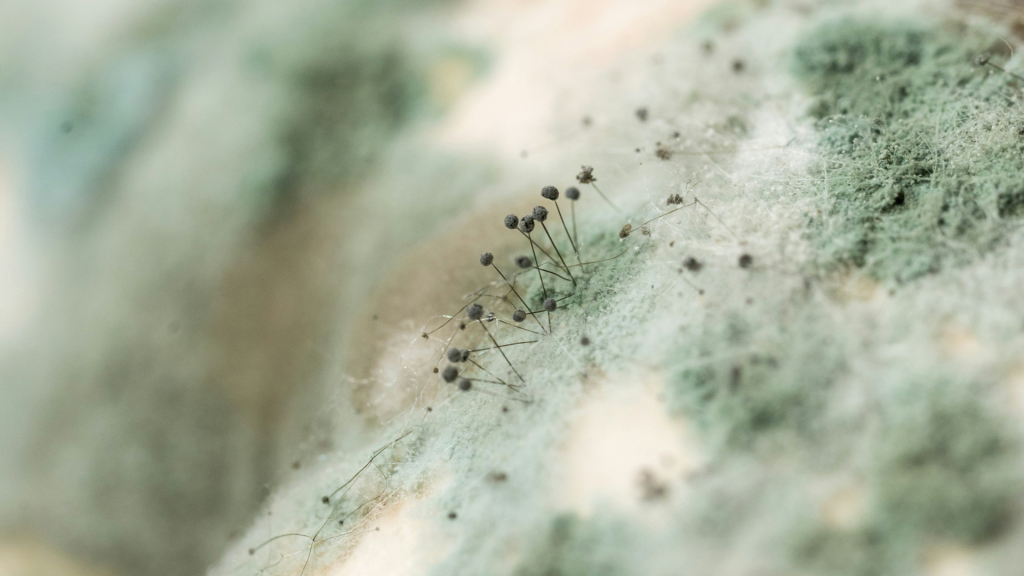 Facts About Mold - Alpine Environmental