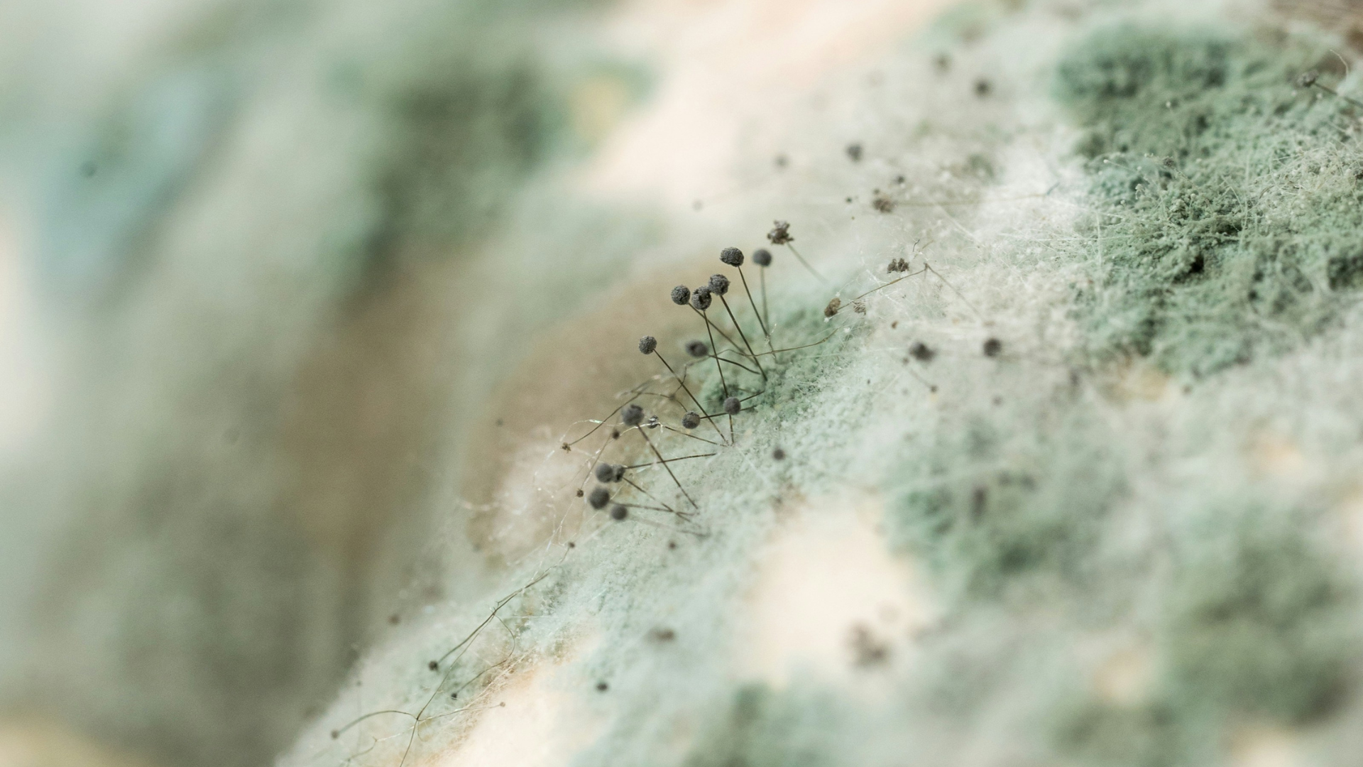 Facts About Mold - Alpine Environmental